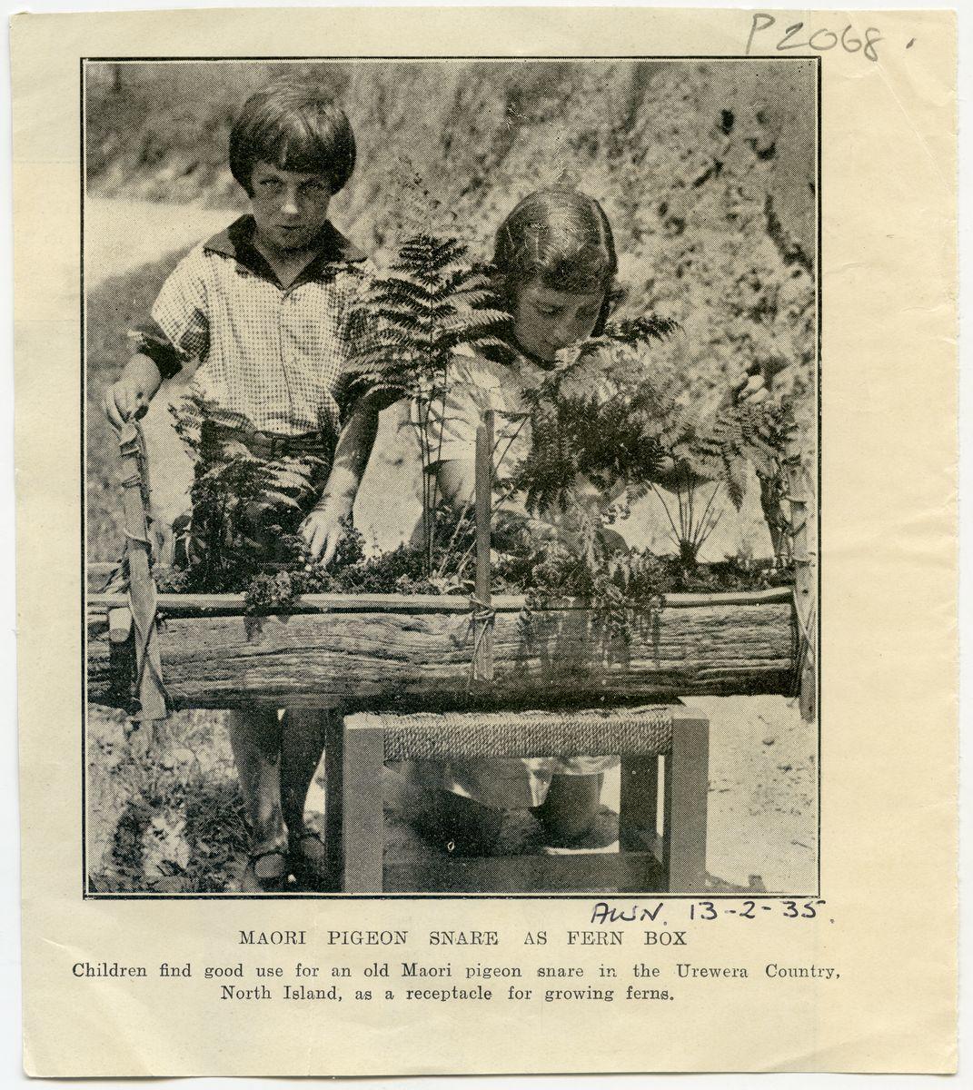 View, Waka Kereru (Pigeon Snare), Urewera - Whakatāne Museum ...