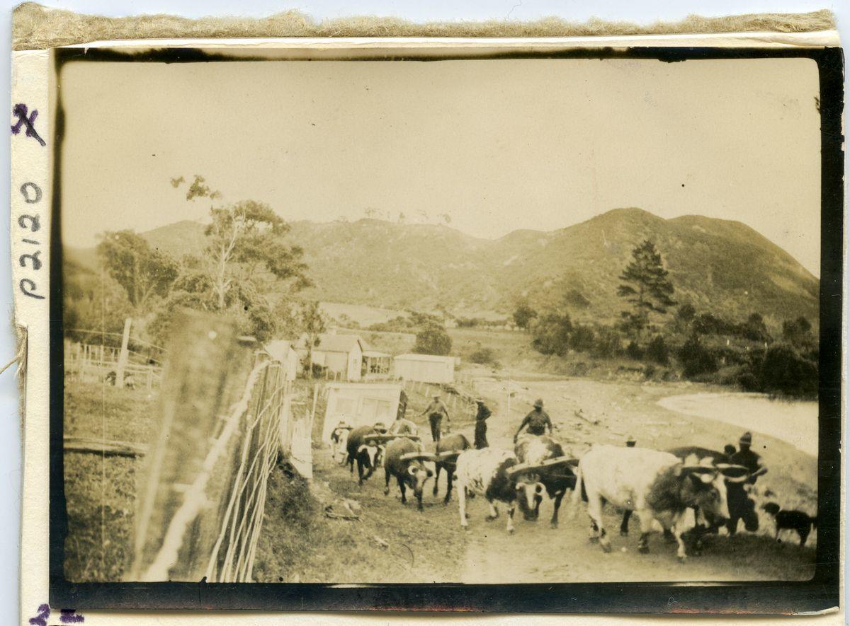 View, Bullock Team, Omaio - Whakatāne Museum Collections & Research